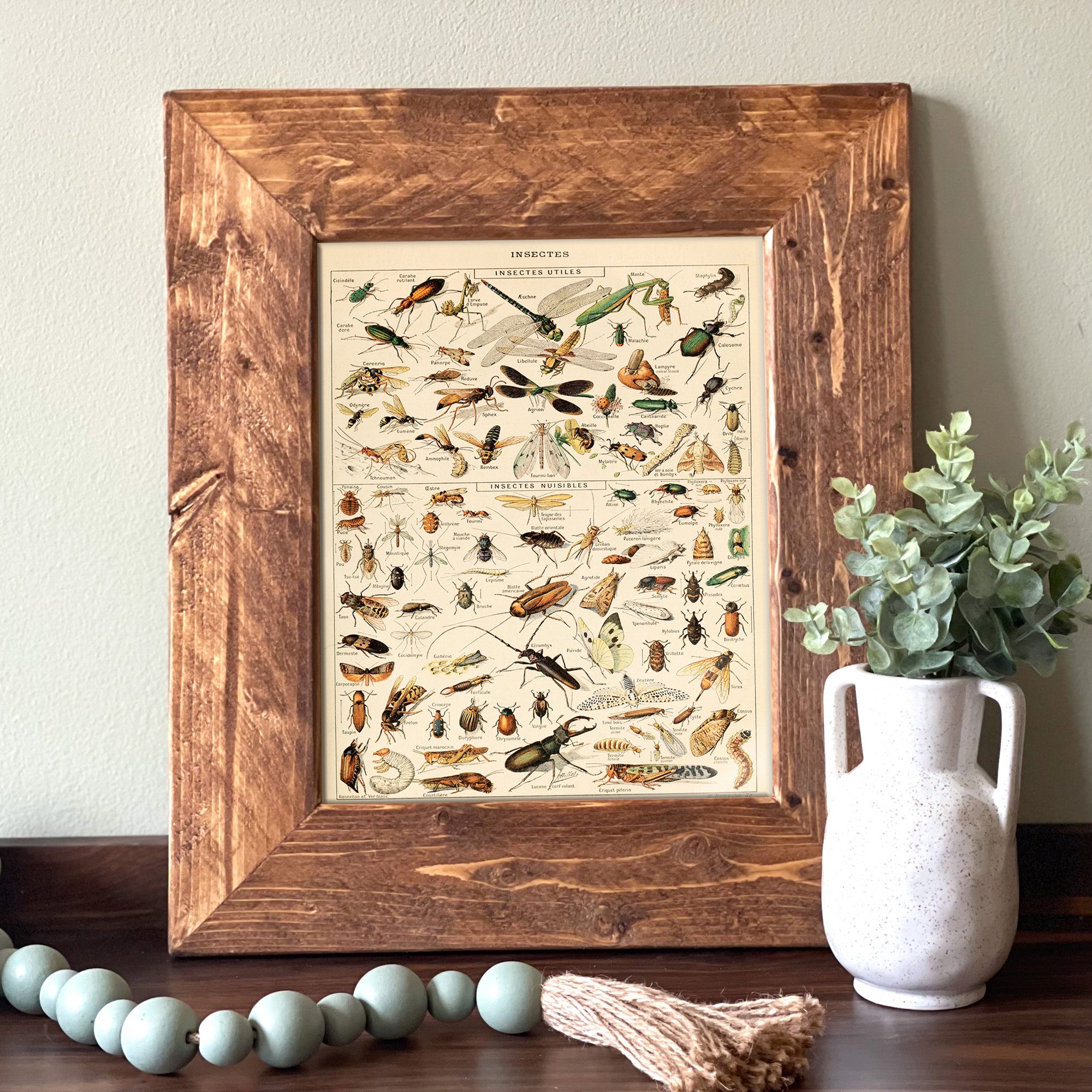 Insects Guide Vintage Chart - French Natural History Illustration ...