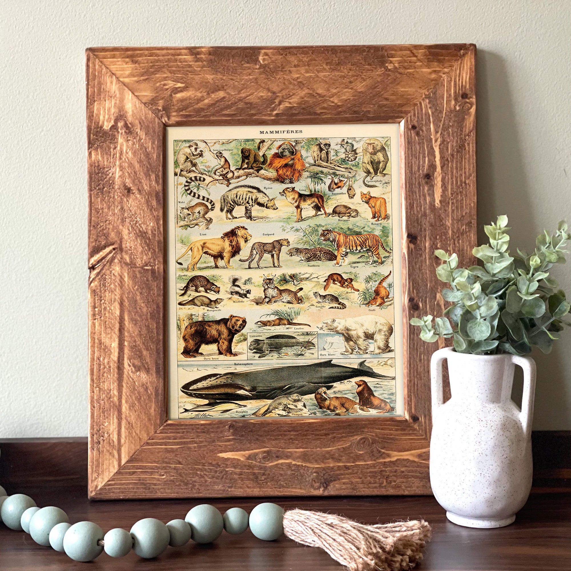 Mammals Vintage Animal Identification Chart - French Natural History I ...
